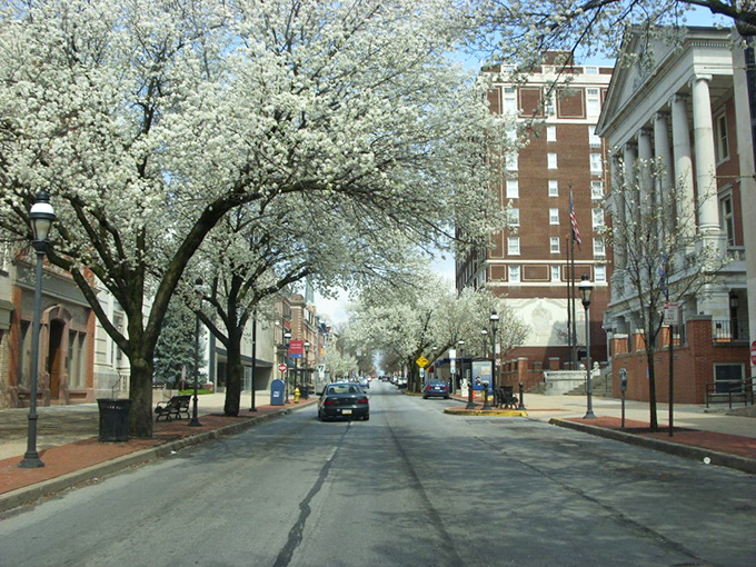 Spring blossoms transform York's streets into a wonderland. White flowering trees create a canopy over historic brick buildings.