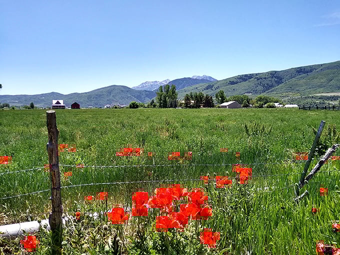 This pastoral scene looks like someone ordered the perfect mountain valley from a catalog of dreams.