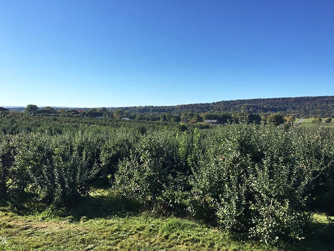 Historic farm buildings surrounded by orchards remind you that great apples have been growing here for generations.