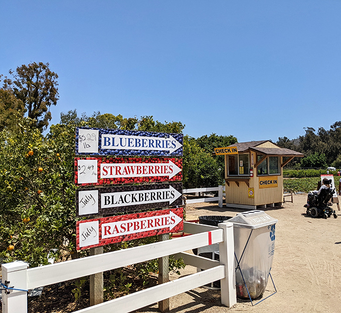 Berry picking 101. These neat rows make finding the perfect strawberry an adventure anyone can master.