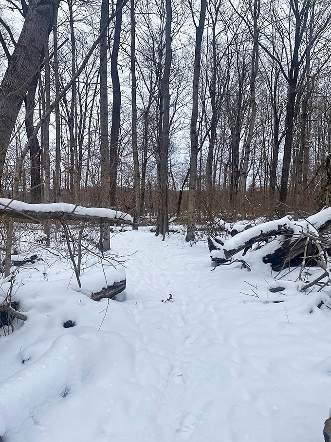 Winter transforms familiar trails into mysterious passages, where silence is broken only by the crunch of snow underfoot.