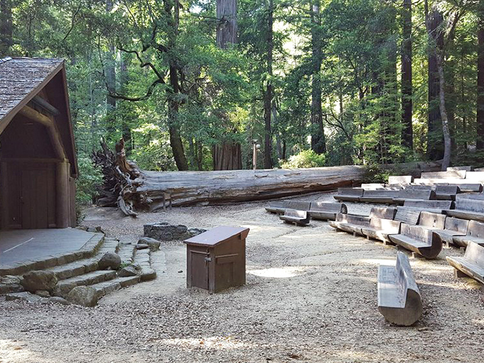 The park's amphitheater offers seating carved from fallen giants&mdash;nature's own theater where the redwoods provide both backdrop and audience.
