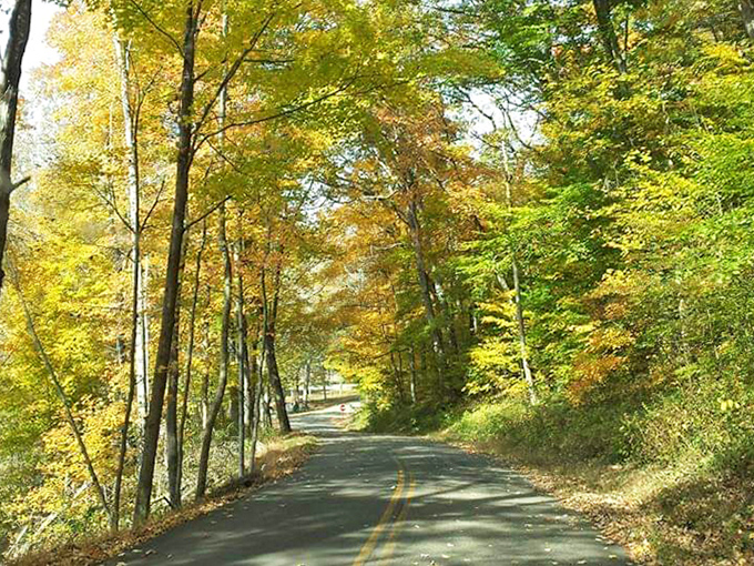 Autumn's golden hour transforms this winding park road into a scene that would make Bob Ross reach for his happiest yellows.