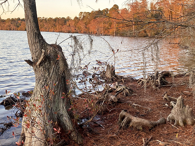 Autumn transforms Jones Lake's shoreline into a painter's palette of rusty reds and burnt oranges. Even the twisted roots seem to reach out for one last touch of warmth. 