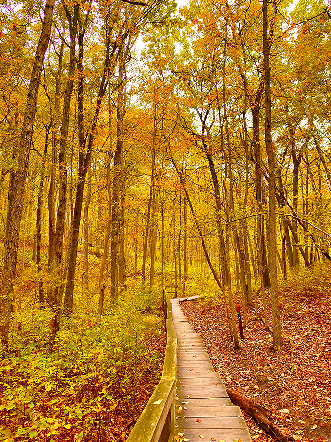 Golden light filters through autumn trees, illuminating a wooden boardwalk path. Walking through nature's cathedral where every leaf is a stained-glass masterpiece.