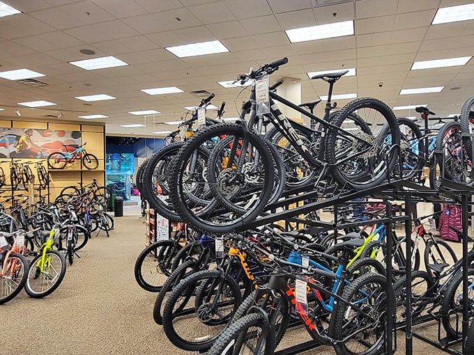 Bicycles waiting for adventure, lined up like eager students on the first day of school. Nevada's outdoor playground starts here.