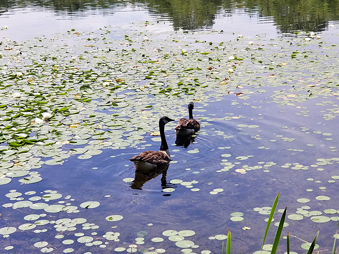 Two elegant black swans glide through lily pads like nature's ballet dancers. Their graceful performance turns an ordinary pond into theater-in-the-round.