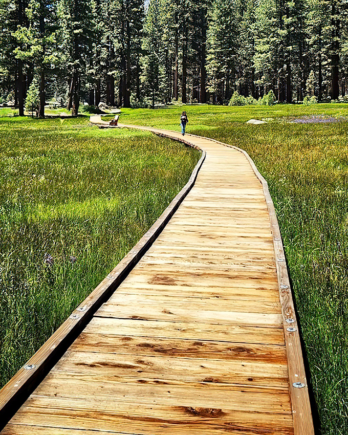 The boardwalk curves through meadows like an invitation to slow down and actually look at things.