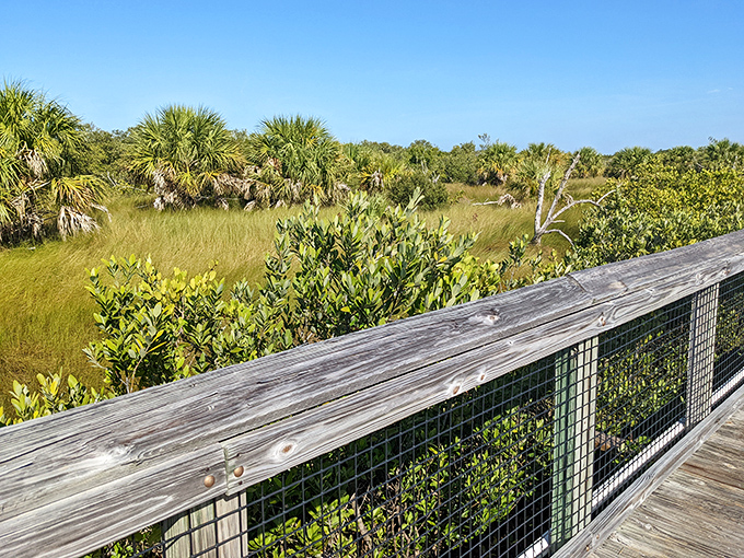 Florida's coastal wilderness on full display. This boardwalk offers a front-row seat to the dance between land and sea vegetation.