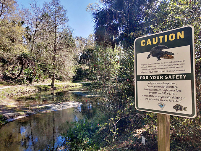 A gentle reminder that you're still in Florida, where even the most idyllic settings share space with some toothy residents who prefer you admire from a distance.