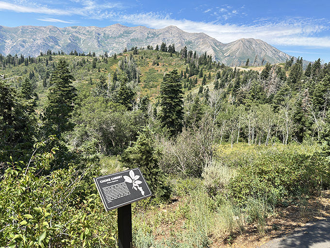 Mountain vistas unfold beyond the interpretive sign, offering a panoramic education more captivating than any classroom could provide.