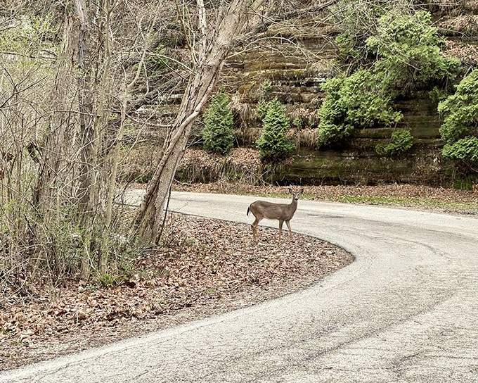 This deer paused just long enough for a perfect composition against the sandstone backdrop. Nature's own version of a celebrity street sighting.