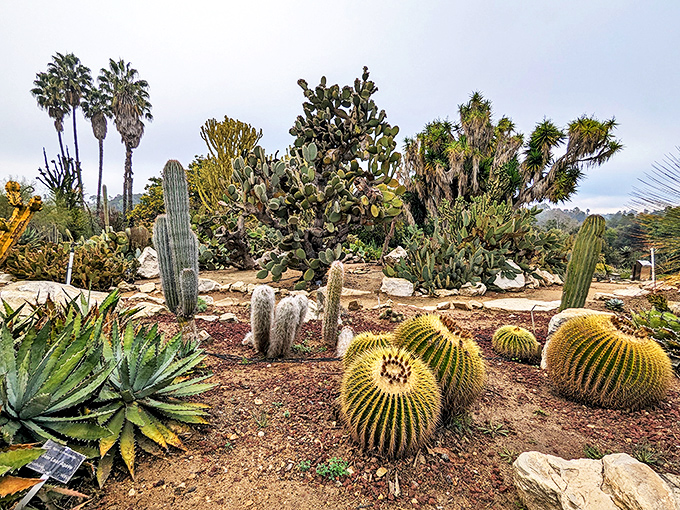 The Desert Garden proves that "prickly" can be perfectly charming. These rotund cacti look like a family gathering of spiny personalities, each with its own character.