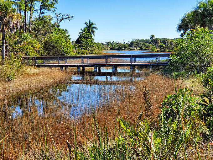 Florida's natural wetlands on display. This boardwalk offers visitors a glimpse into the essential ecosystems that make the Sunshine State so ecologically diverse.