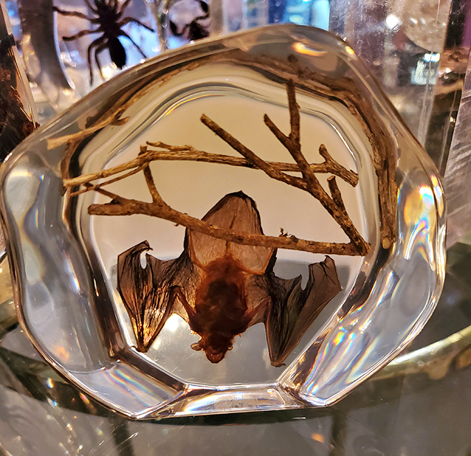 Suspended in crystal-clear resin, this preserved bat creates an ethical taxidermy art piece that celebrates the creature's delicate wing structure.