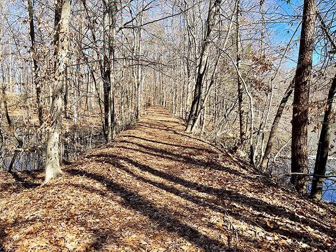 Winter's barren beauty creates nature's hallway along this leaf-carpeted trail. The shadows practically point the way forward.