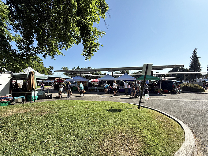 The Farmers' Market transforms ordinary parking lots into vibrant community gatherings where the produce actually grew nearby, not on another continent.