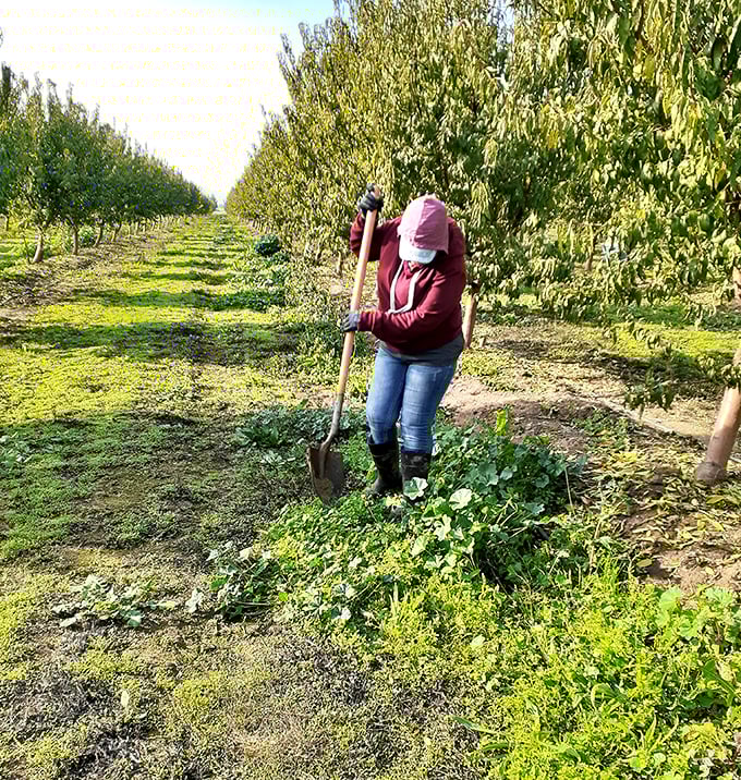 California's agricultural heartbeat in action &ndash; where someone's working hard so your salad can brag about being locally sourced.