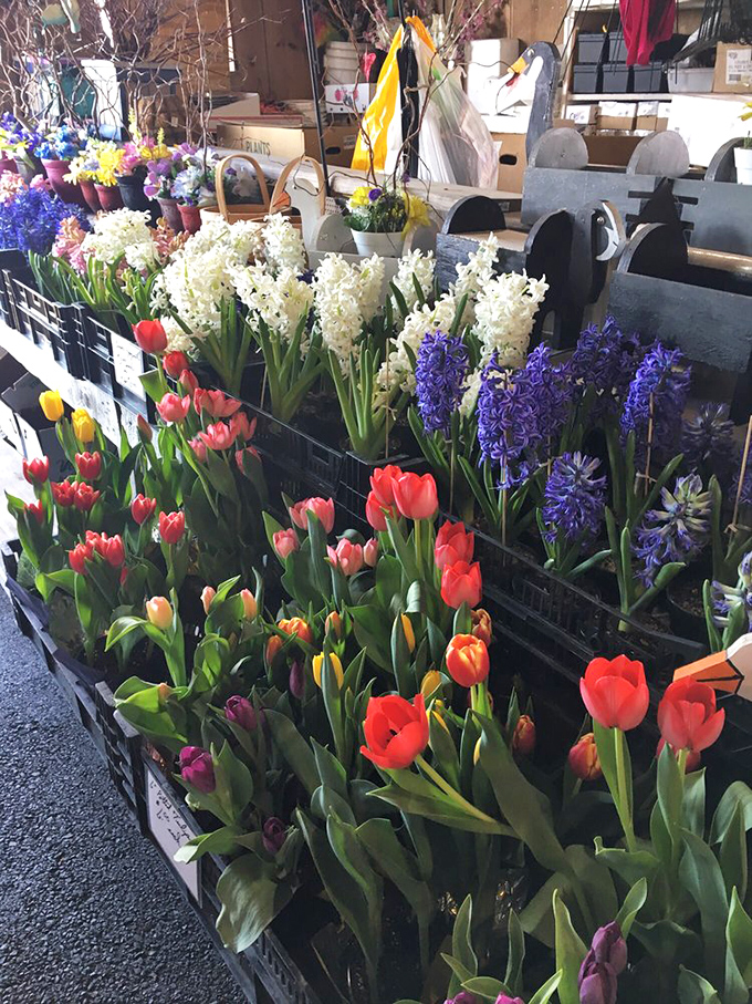 Spring erupts in vibrant color at the flower stands. These tulips and hyacinths don't just bloom—they announce the season with trumpet-like authority.