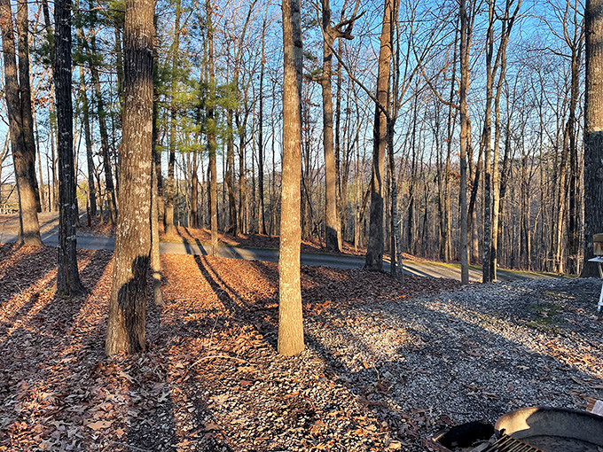 Golden hour transforms these woods into nature's cathedral. The light filtering through these trees has been perfecting its technique for centuries.