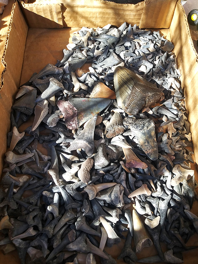 Prehistoric treasures by the boxful! These shark teeth survived millions of years just to end up at your flea market haggling session.