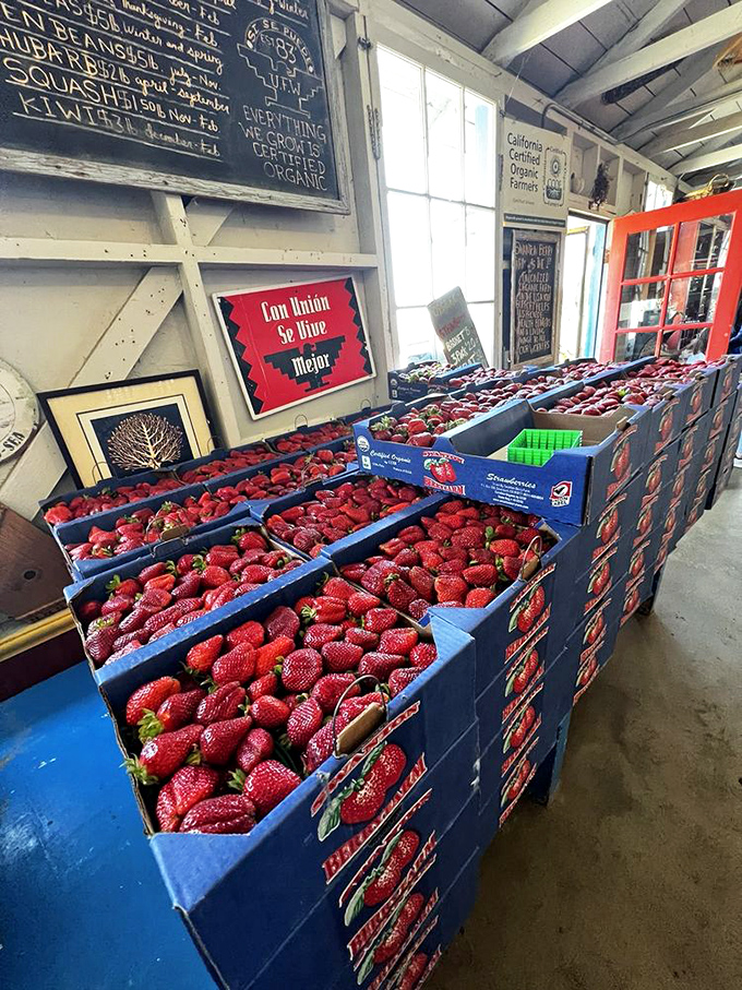 Berry bounty! These aren't just strawberries—they're edible rubies, each one a testament to organic farming's patient rewards.