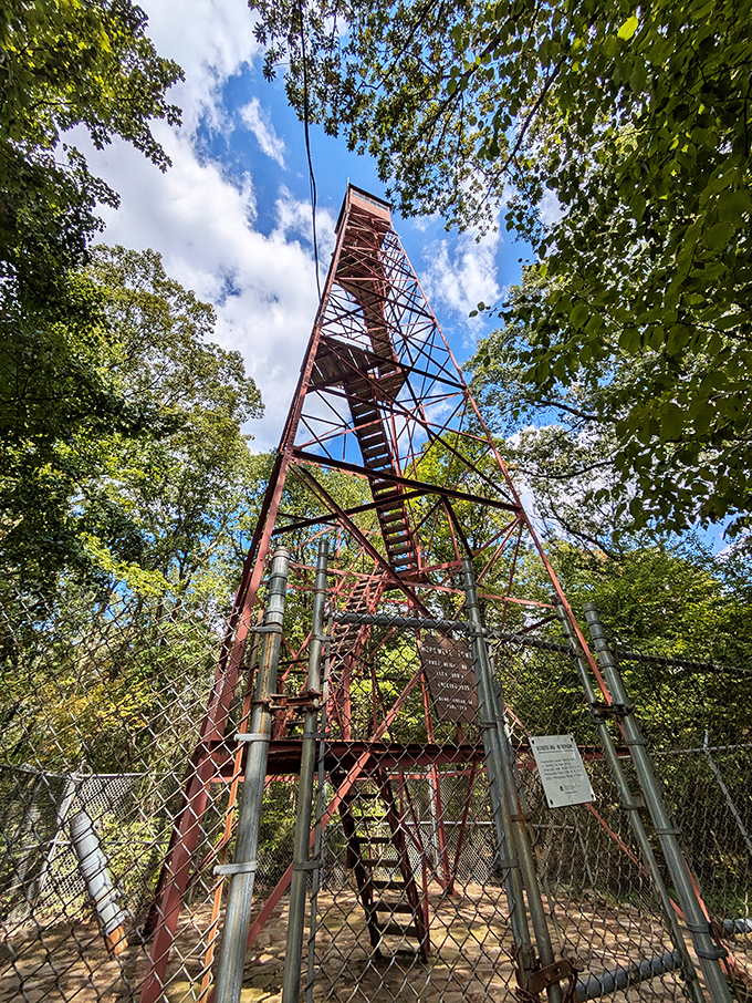 The fire tower reaches skyward through the canopy. For those who want their nature views with a side of mild acrophobia.