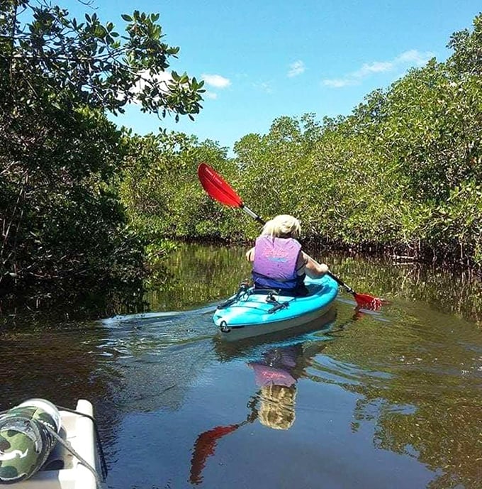 Mangrove tunnels become nature's cathedral as kayakers glide through, discovering the Florida that existed long before theme parks arrived.