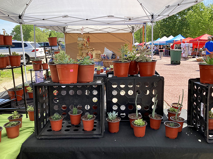 The Farmers Market's succulent display reminds us that in Camden, even the plants dress better than most of us on casual Friday.