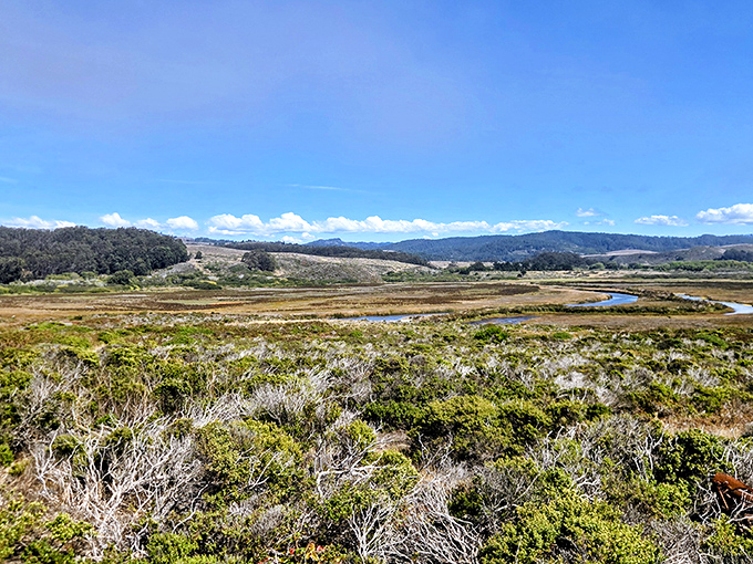Pescadero Marsh Natural Preserve spreads before you like California's autobiography&mdash;coastal scrub, wetlands, and rolling hills under an impossibly blue sky.