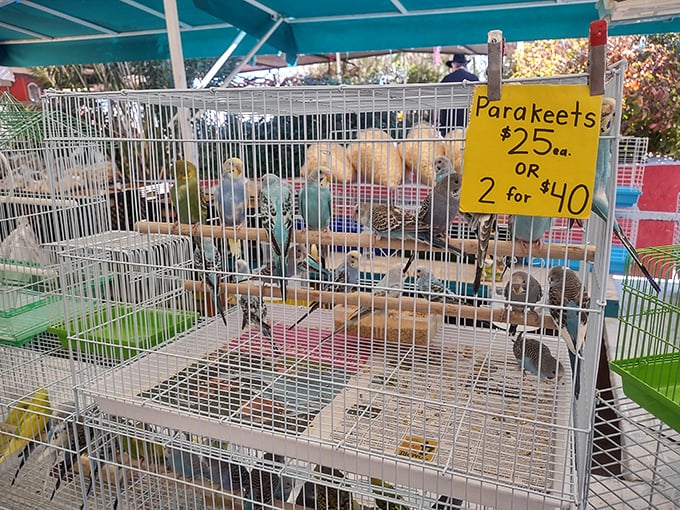 "Two for $40" reads the sign above these colorful parakeets, proving that at Broadacres, even feathered friends come with a bargain price tag.