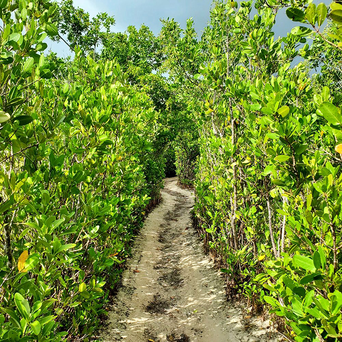 The road less traveled. This mangrove-lined path feels like stepping into a Florida that existed long before high-rises and highways.