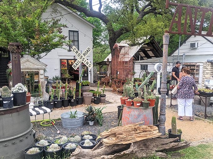 Garden shopping in Wimberley means discovering treasures among succulents, where every plant whispers "take me home" persuasively.
