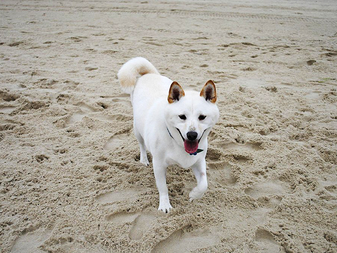 This happy pup demonstrates why Dewey's dog-friendly policies make tails wag and pet parents smile.