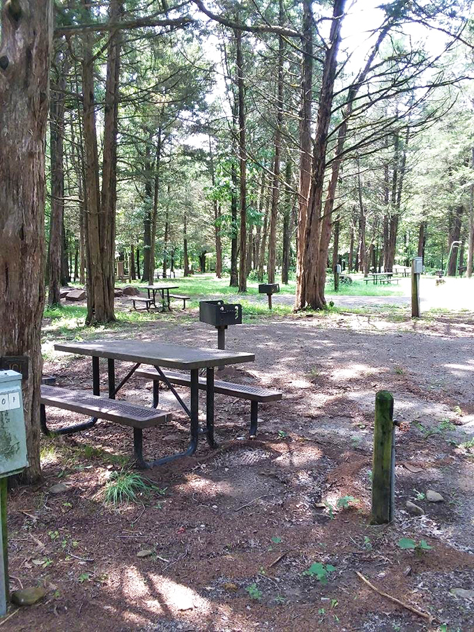 Picnic perfection under towering pines—these tables have hosted countless sandwiches, family reunions, and the occasional runaway napkin since the CCC days.