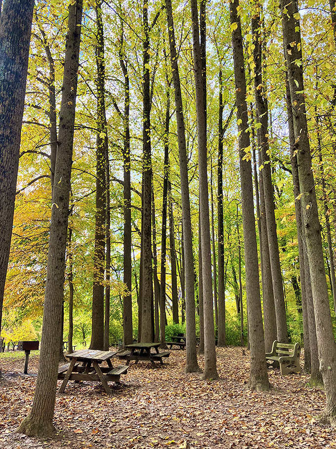 Tall trees stand sentinel over picnic tables strewn with autumn leaves. This dining room has the best ceiling in Pennsylvania.