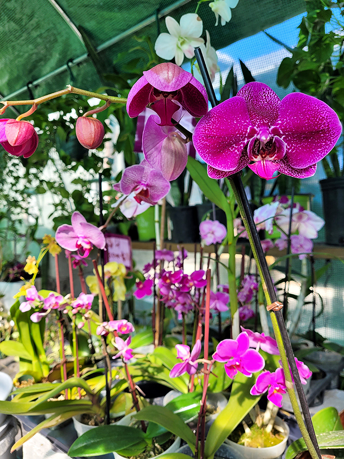 Orchids that look like they're auditioning for a botanical garden. These vibrant blooms bring tropical luxury home without requiring a green thumb.