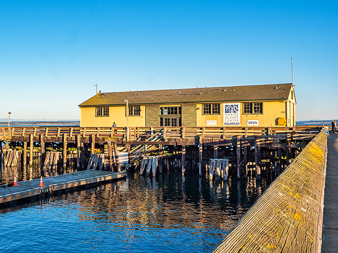 The Port Townsend Marine Science Center perches over the water like a scholar studying its subject, inviting visitors to learn about the very ecosystem beneath their feet.