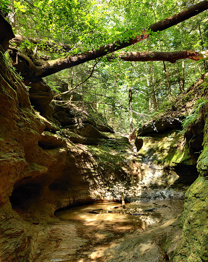 The Punch Bowl's natural amphitheater of stone creates a cathedral-like space where whispers echo and stress dissolves in the dappled light.