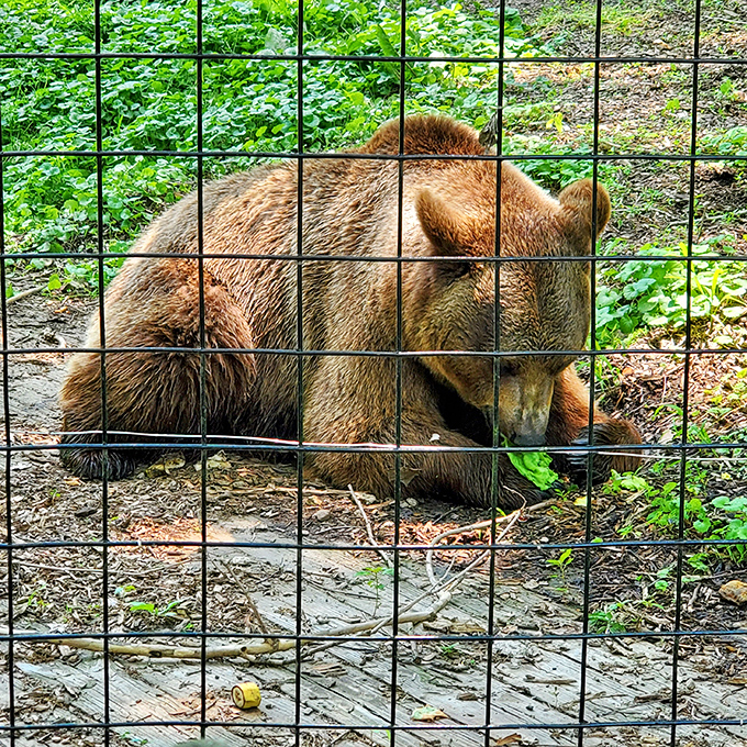A bear at Ralph Mitchell Zoo enjoys a snack, reminding visitors that even in affordable Independence, everyone deserves occasional treats.