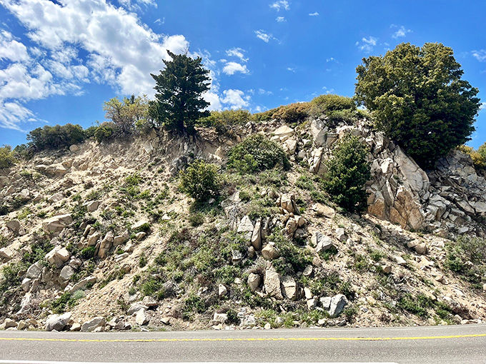 Rugged beauty in its rawest form. These resilient pines somehow find footholds in seemingly impossible places&mdash;nature's ultimate survivors.
