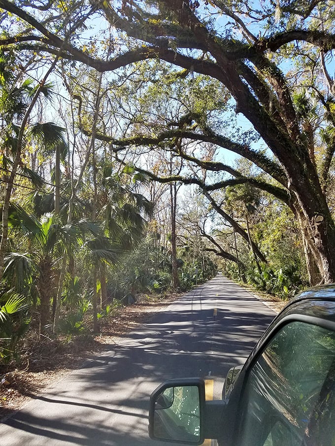 Ancient oaks reach across the roadway in a perpetual embrace, their twisted limbs telling stories of centuries gone by.