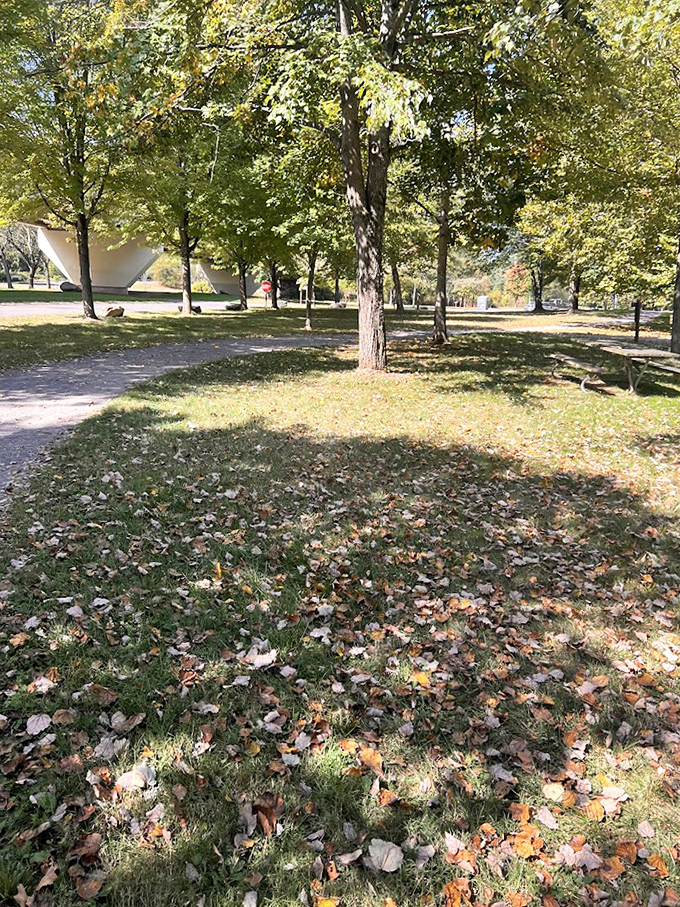 Nature's cathedral &ndash; sunlight filtering through the canopy creates stained-glass patterns on fallen leaves. Spiritual without the sermon.