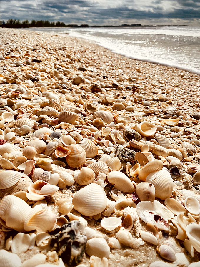 Shell collectors, prepare to lose your minds. Keewaydin's beaches offer a treasure hunt that would make any pirate jealous.