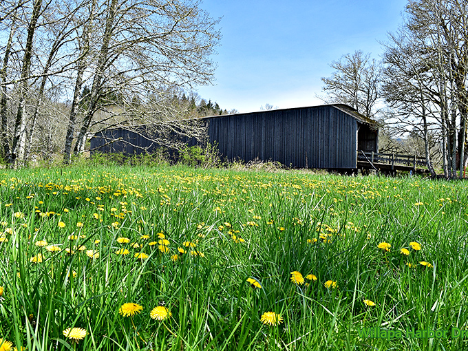 Spring brings a carpet of dandelions to the bridge's doorstep. Nature's yellow welcome mat complements the weathered gray timber perfectly.