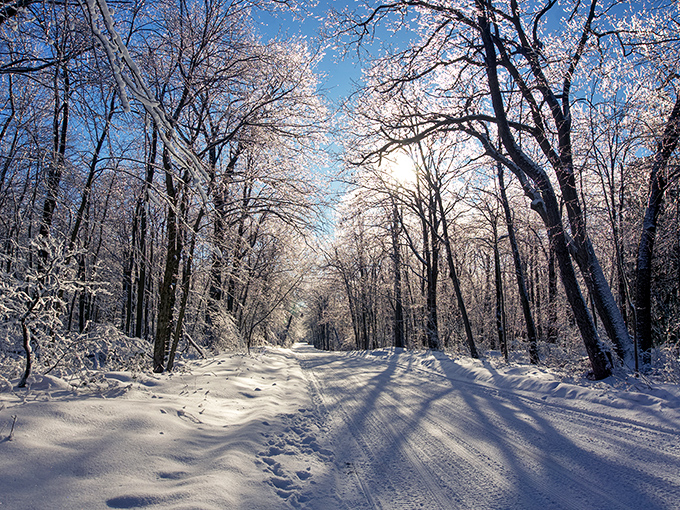 Winter's pristine canvas turns familiar paths into magical corridors between snow-laden sentinels.