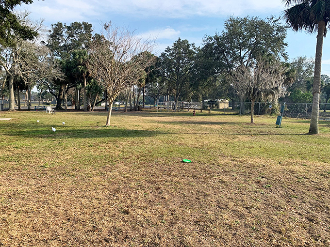 The dog park offers shade trees and open space where four-legged retirees can socialize. Canine happy hour happens daily, no cocktails required.