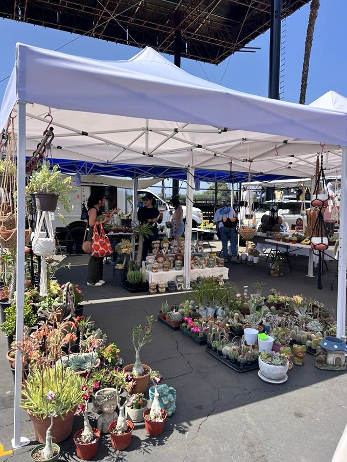 A desert garden paradise under white tents, where even notorious plant-killers might be inspired to try again with these hardy, architectural succulents.