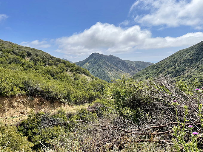 Summer brings hikers to trails that wind through ecosystems more diverse than your streaming service recommendations, and far more rewarding.