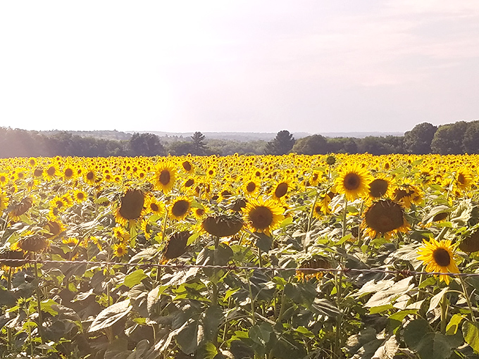 When sunflowers take over Connecticut, it's like Kansas decided to vacation in New England.